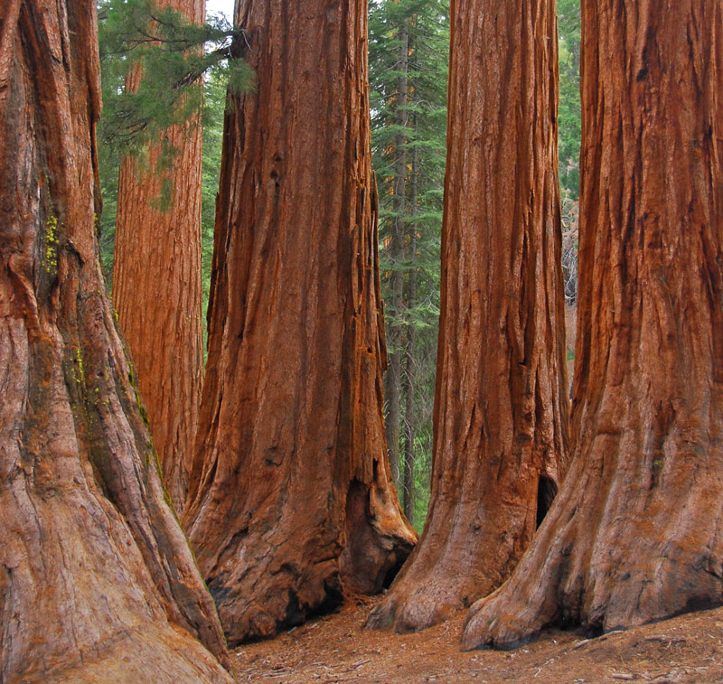 Is It Illegal to Grow Giant Sequoia? - Organize With Sandy