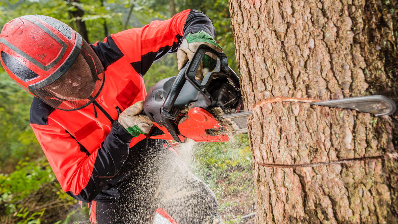 How to Use a Chainsaw Safely? - Organize With Sandy