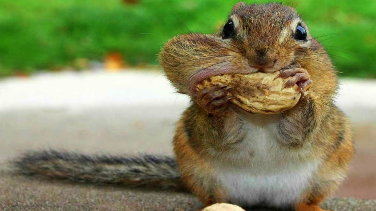 Are Squirrels Good or Bad to Have Around? - Organize With Sandy