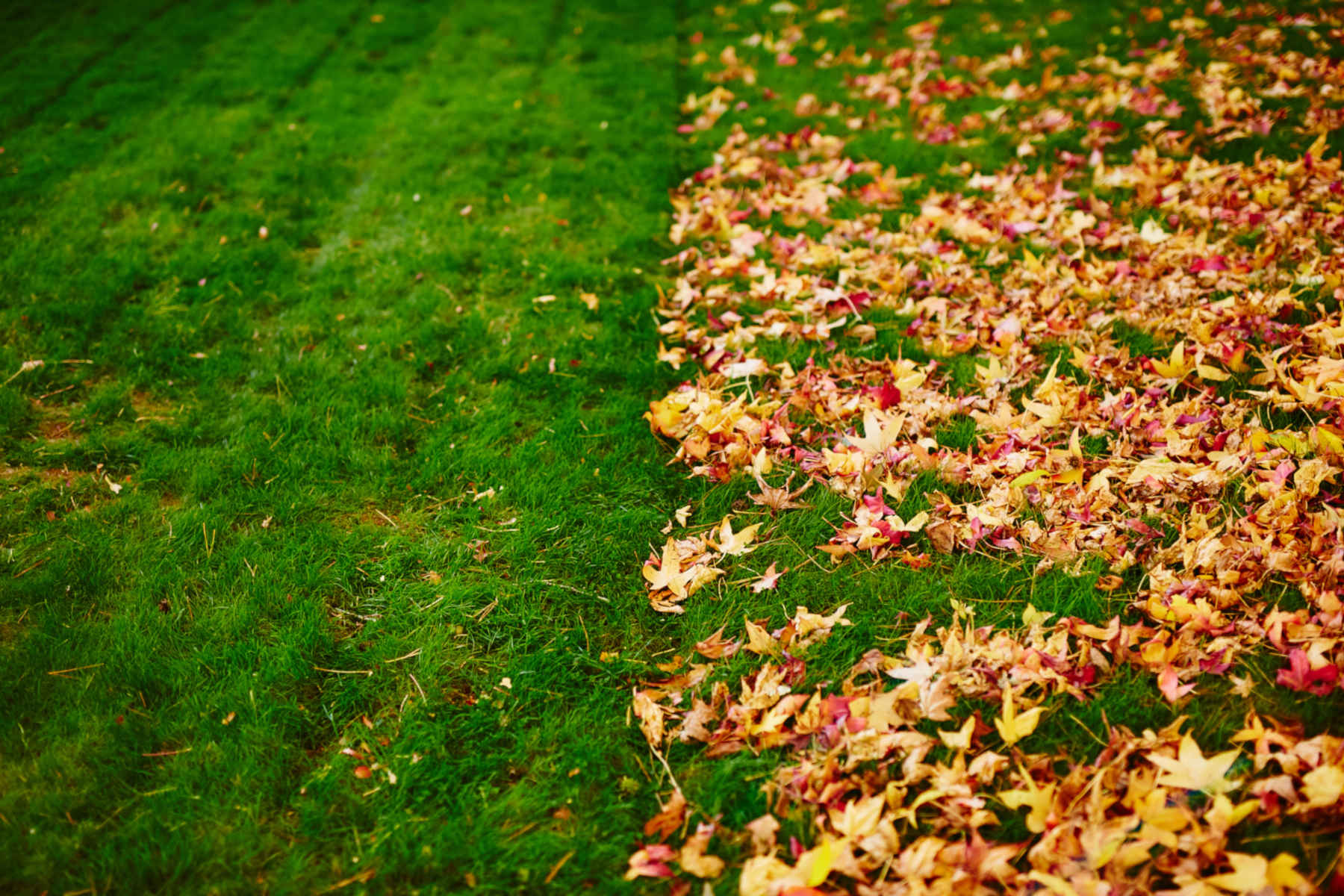 What Month Should You Rake Leaves? - Organize With Sandy