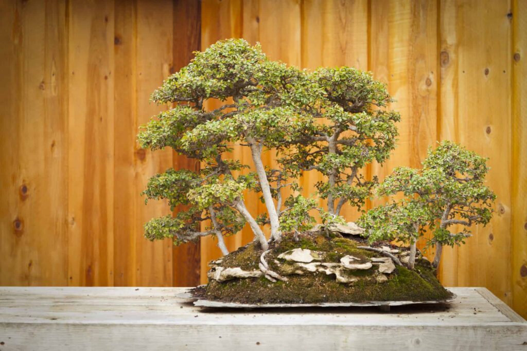 When Growing a Bonsai Tree? - Organize With Sandy